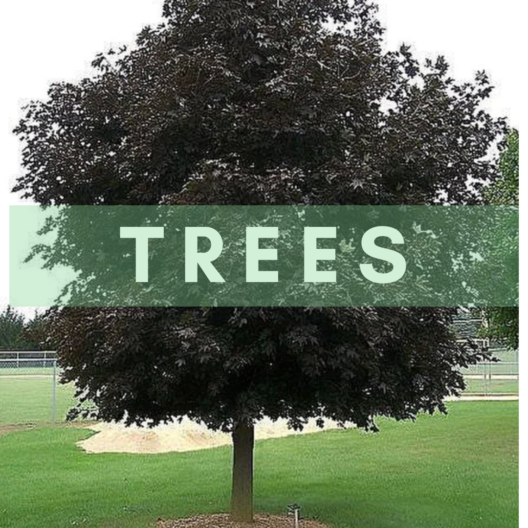 Trees – The Plant Broker