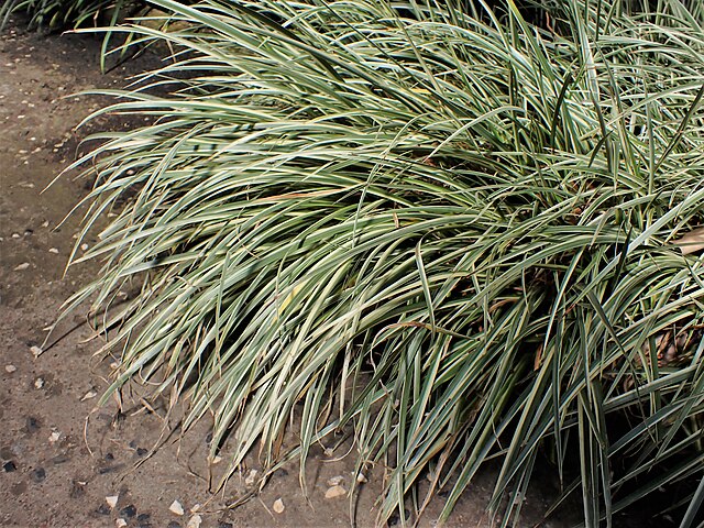 Acorus gramineus variegatus – The Plant Broker