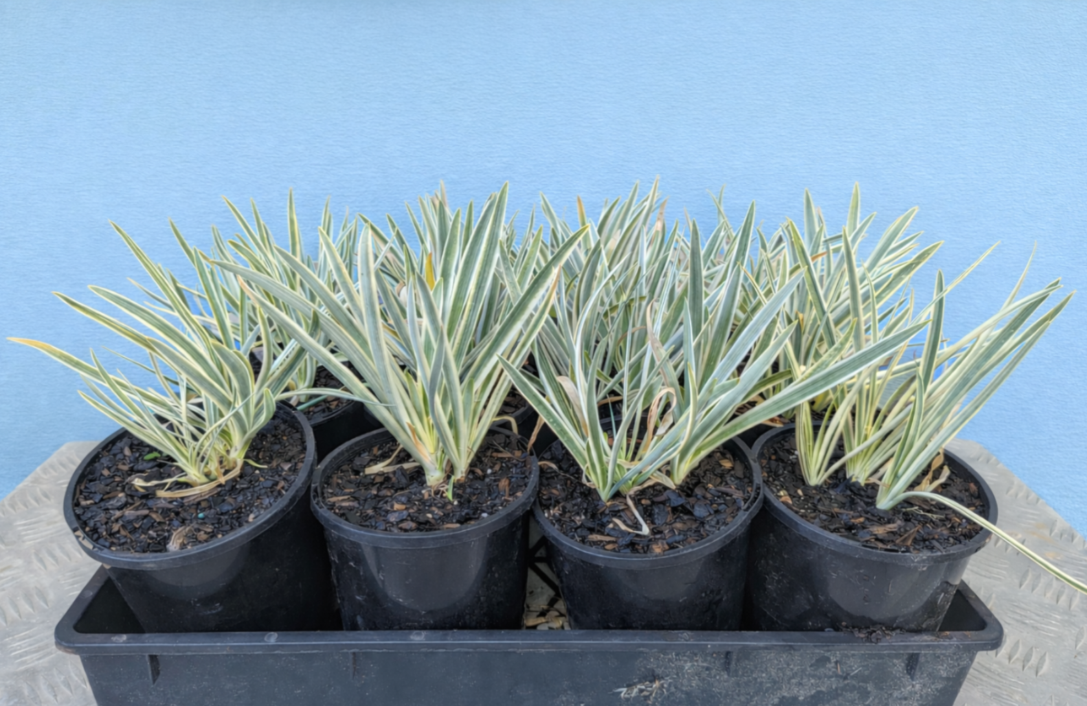 Agapanthus 'Tinkerbell' – The Plant Broker