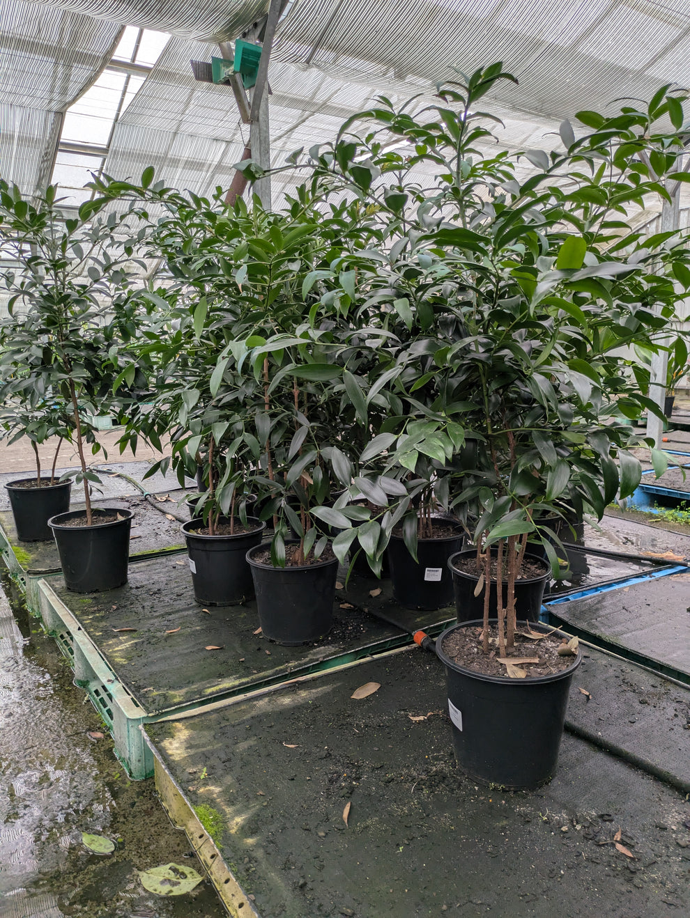 Agathis australis – The Plant Broker