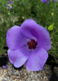 Alyogyne Aussie Purple™ – The Plant Broker