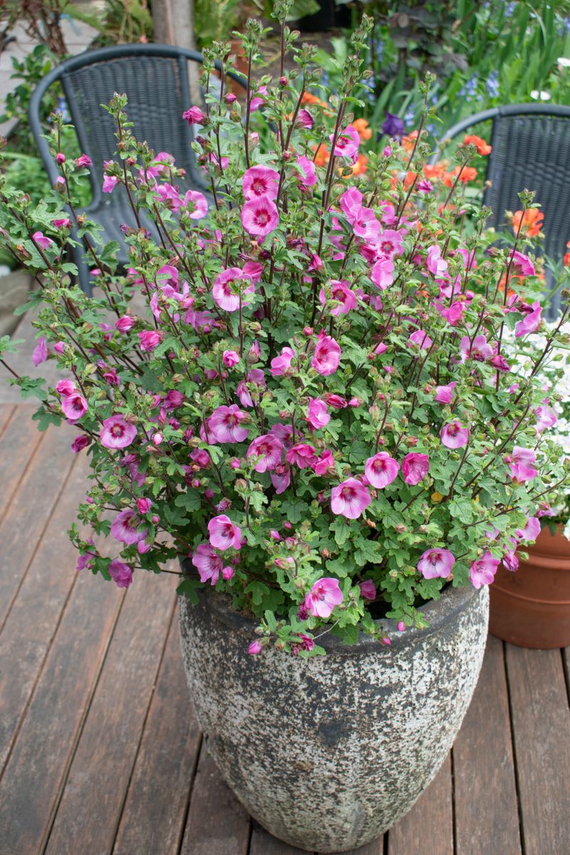 Anisodontea ‘AFRICAN ROSE™ Dayo’ – The Plant Broker