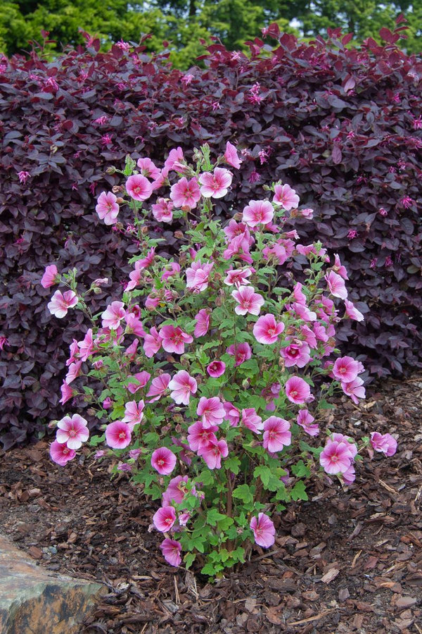 Anisodontea ‘AFRICAN ROSE™ Mirembe’ – The Plant Broker