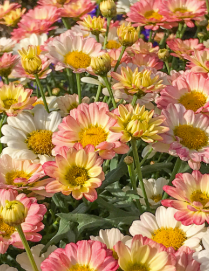 Argyranthemum Aramis Apricot – The Plant Broker