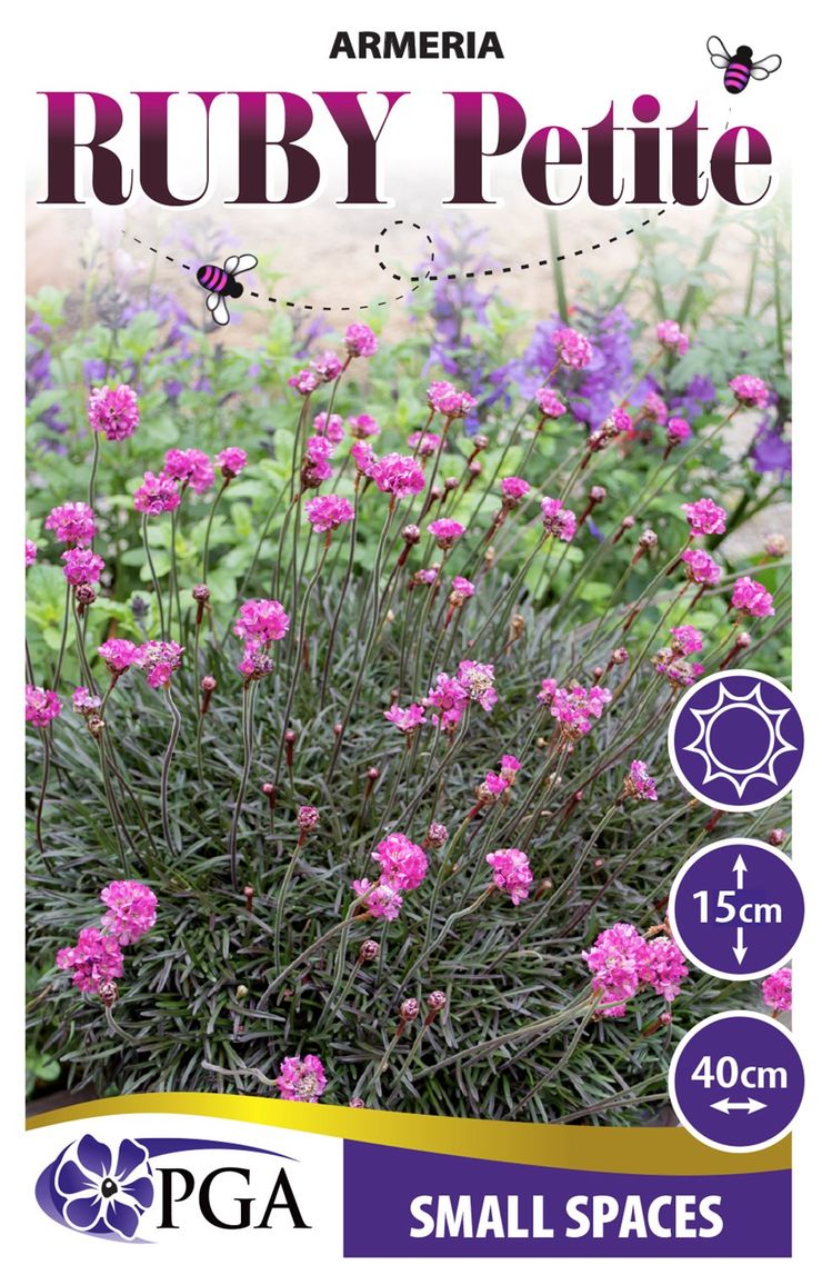 Armeria ‘Ruby Petite’ – The Plant Broker