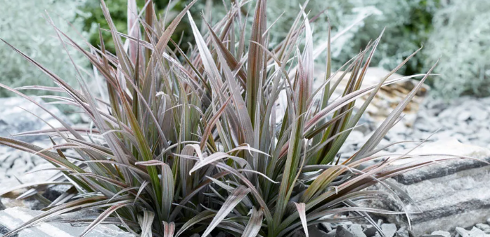 Astelia Red Shadow – The Plant Broker