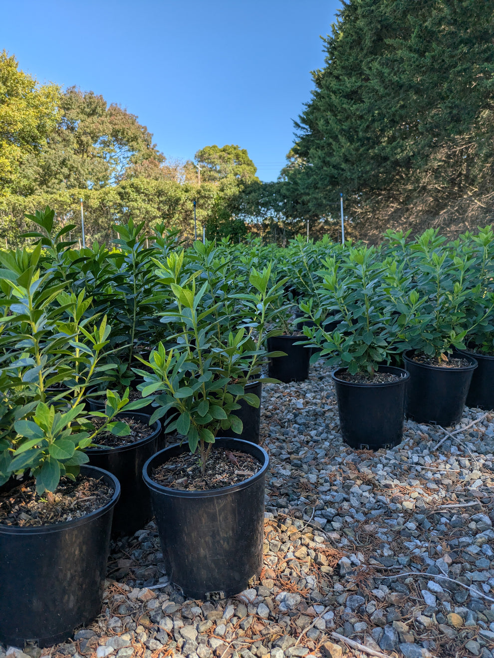 Azalea indica Alba Magnifica – The Plant Broker