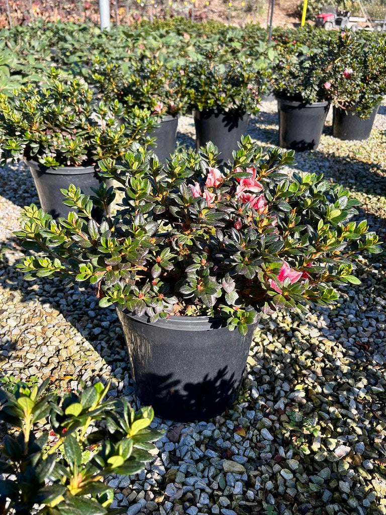 Azalea 'Glacier Pink Dragon' – The Plant Broker