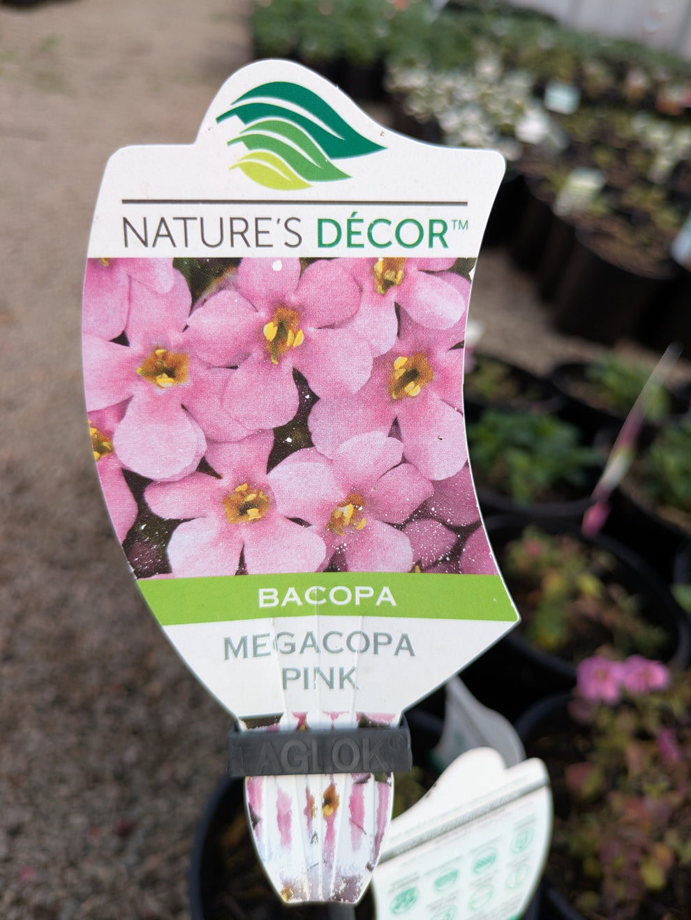 Bacopa MegaCopa™ Pink – The Plant Broker