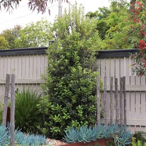 Banksia integrifolia 'Sentinel' pbr – The Plant Broker