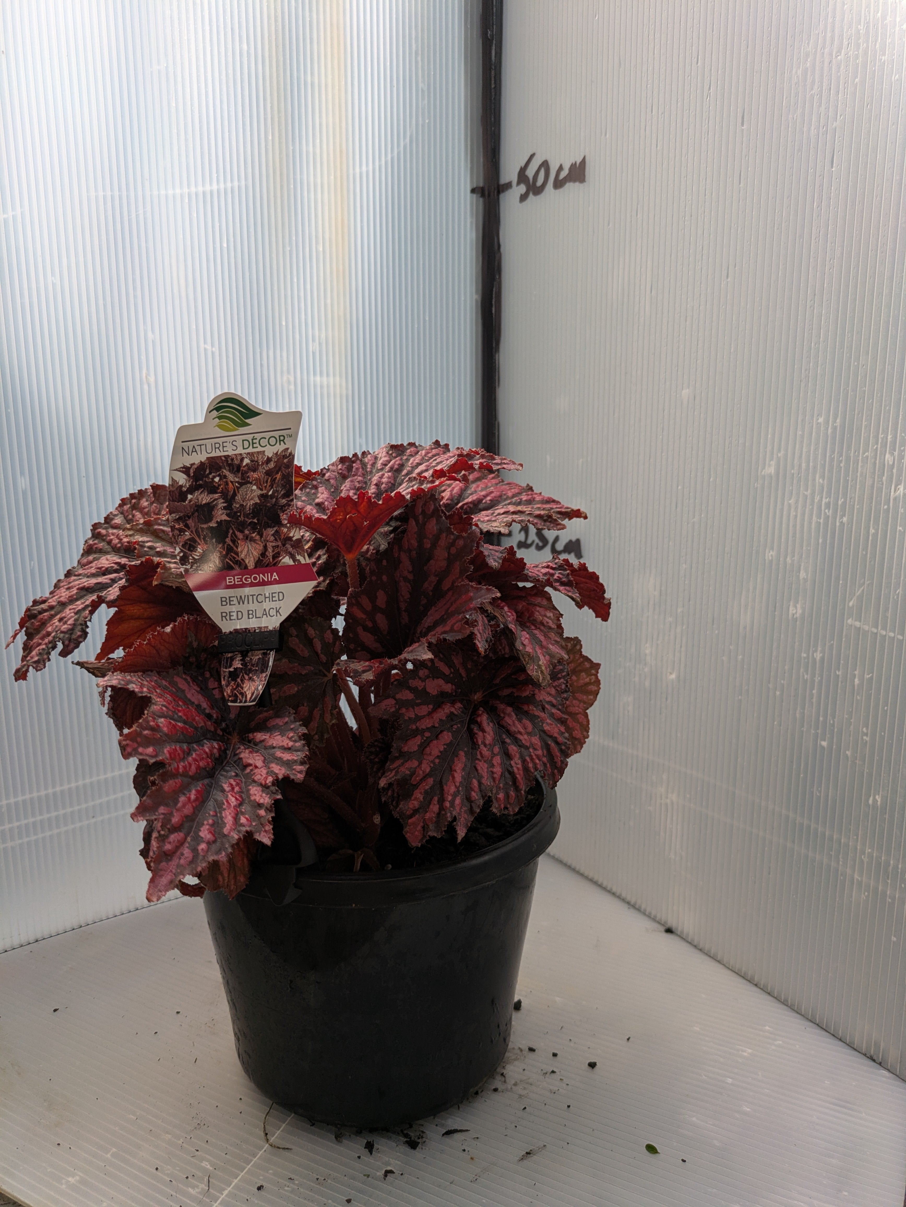 Begonia Bewitched Red/Black – The Plant Broker