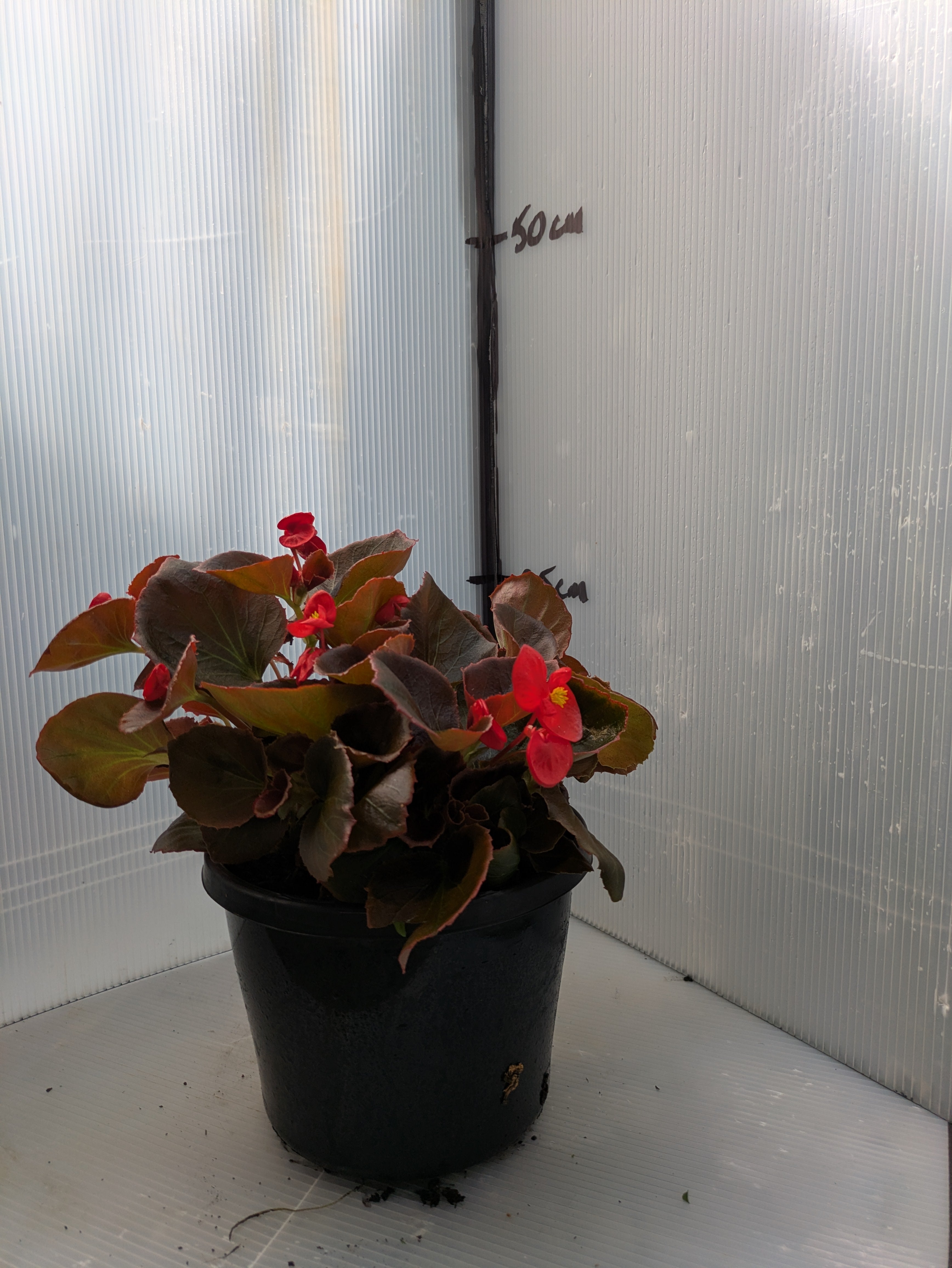 Begonia Gypsy Red – The Plant Broker