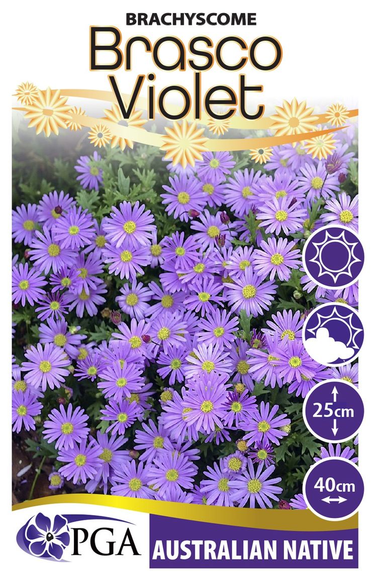 Brachyscome ‘Brasco Violet’ – The Plant Broker