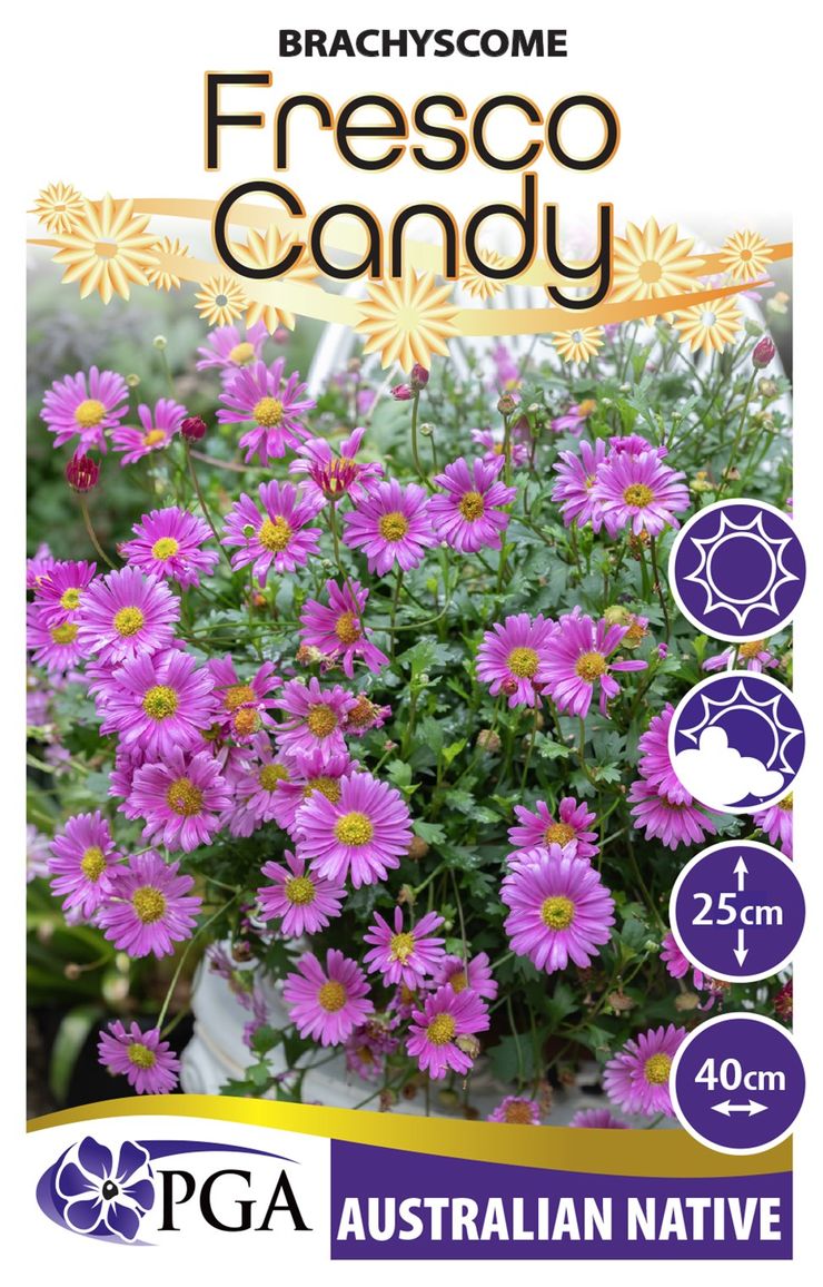 Brachyscome ‘Fresco Candy’ – The Plant Broker