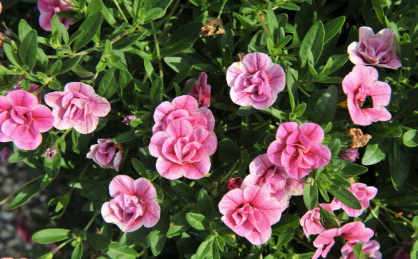 Calibrachoa Aloha Double Soft Pink – The Plant Broker