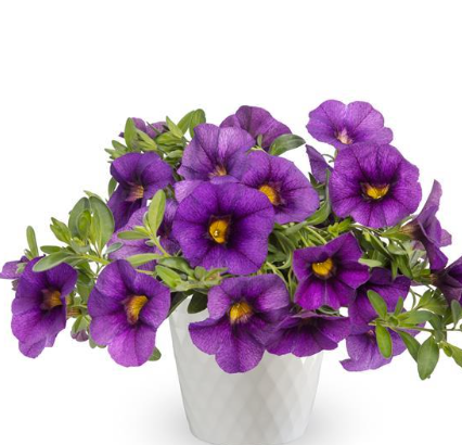 Calibrachoa Callie™ Deep Blue – The Plant Broker