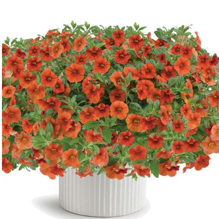 Calibrachoa Callie™ Orange – The Plant Broker