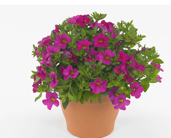 Calibrachoa Callie™ Rose – The Plant Broker