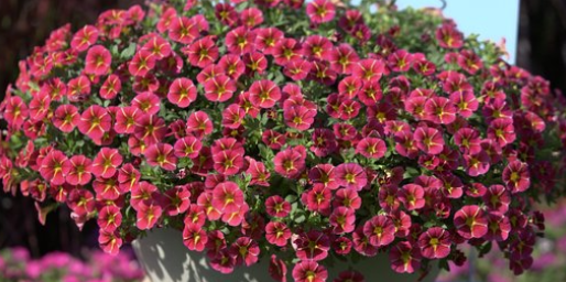 Calibrachoa Rave® Cherry – The Plant Broker