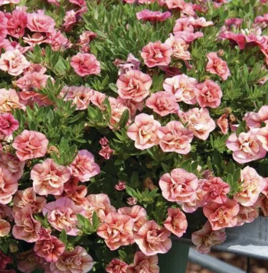 Calibrachoa Aloha Double Apricot – The Plant Broker