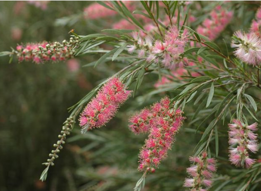 Callistemon Injune Pink – The Plant Broker
