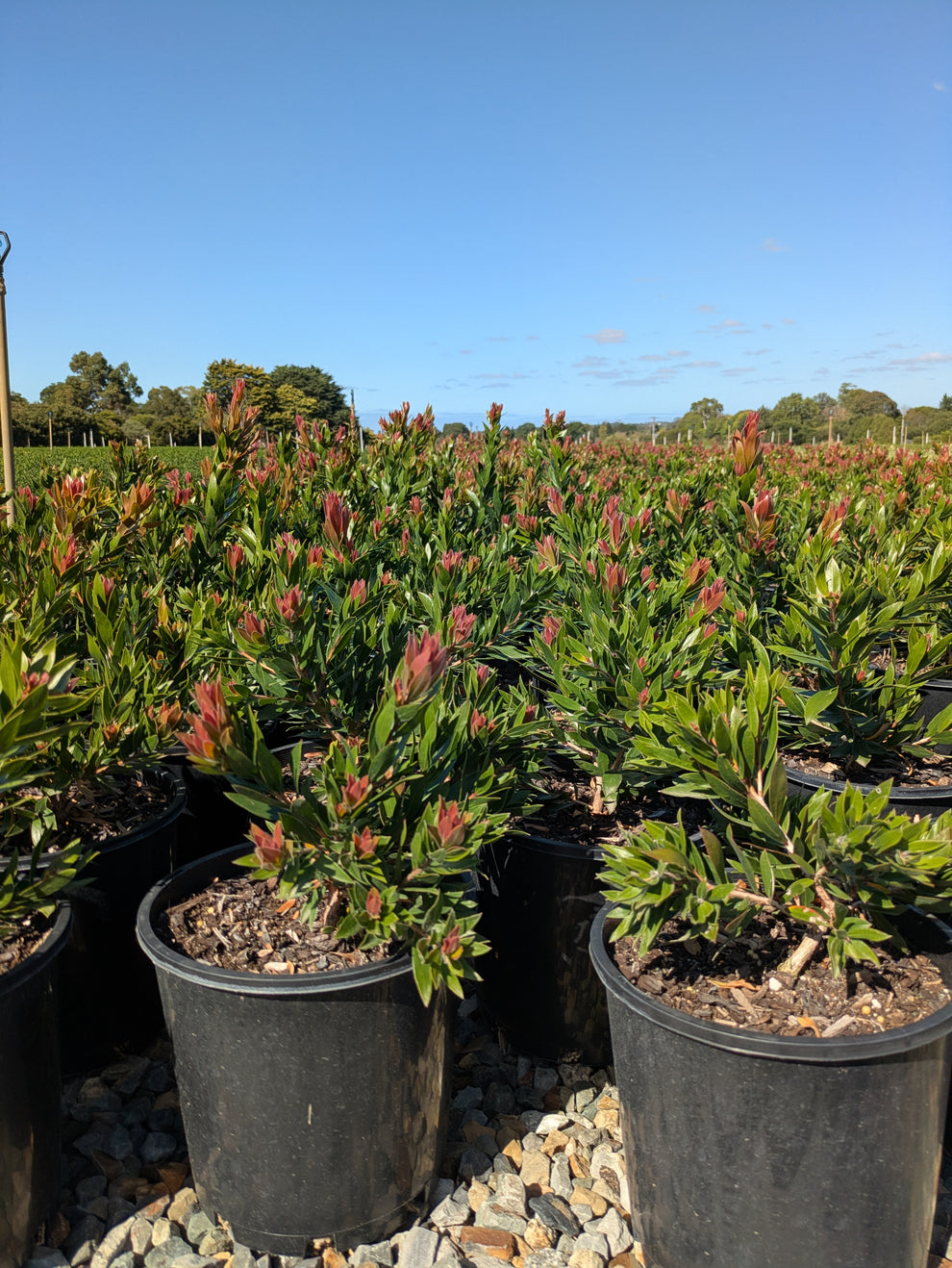 Callistemon Red Rocket – The Plant Broker
