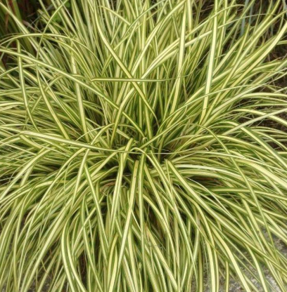 Carex oshimensis Ever Gold – The Plant Broker