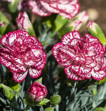 Carnation Chantilly – The Plant Broker