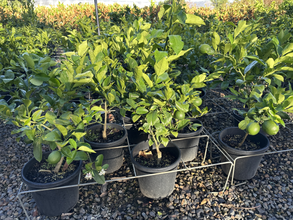 Citrus - Lemon Meyer Dwarf – The Plant Broker
