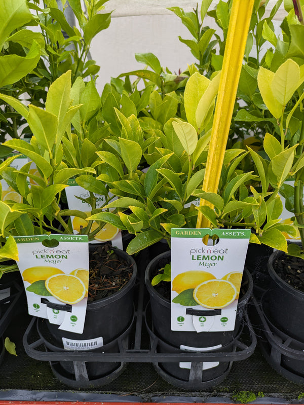 Citrus - Lemon Meyer – The Plant Broker