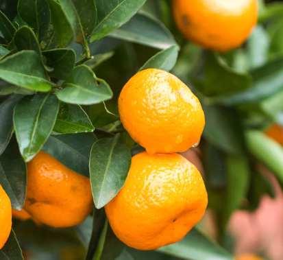 Citrus - Mandarin Afourer – The Plant Broker