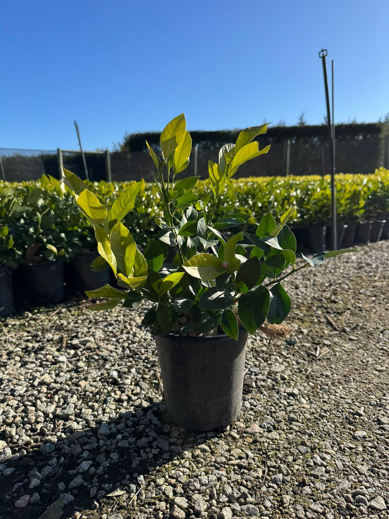 Citrus x meyeri 'Lemonicious' pbr – The Plant Broker
