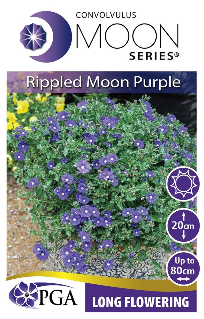Convolvulus MOON Series® ‘Purple Rippled Moon’ – The Plant Broker