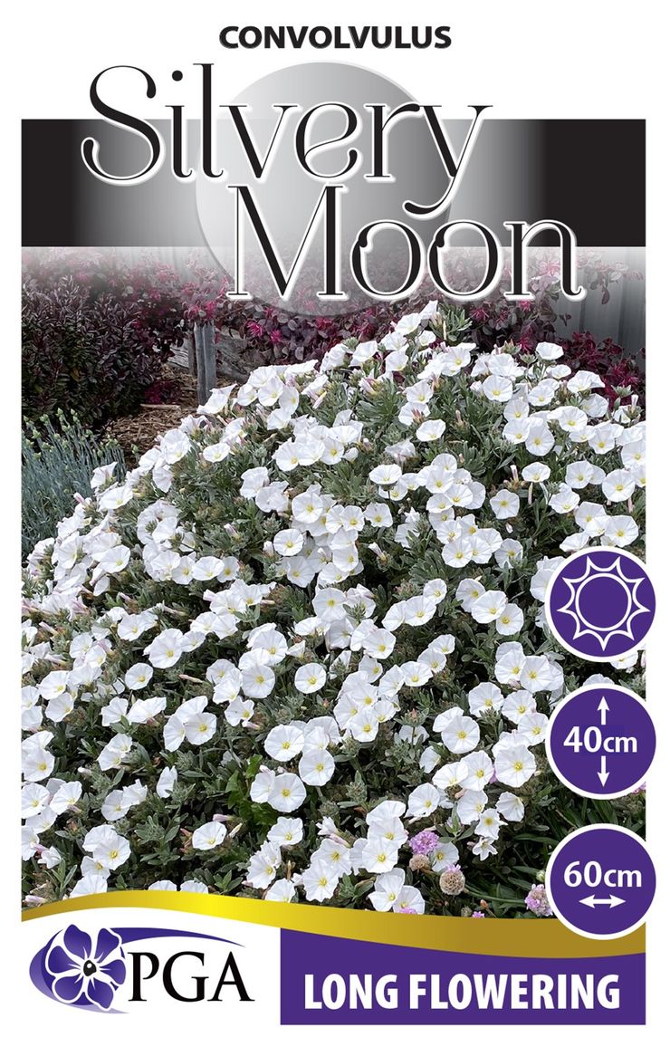 Convolvulus ‘Silvery Moon’ – The Plant Broker
