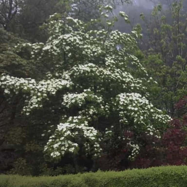 Cornus kousa (Rutcan) 'Constellation' – The Plant Broker