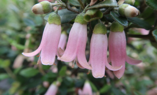Correa Lucy – The Plant Broker