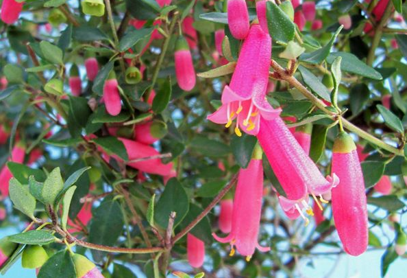 Correa pulchella Coffin Bay – The Plant Broker