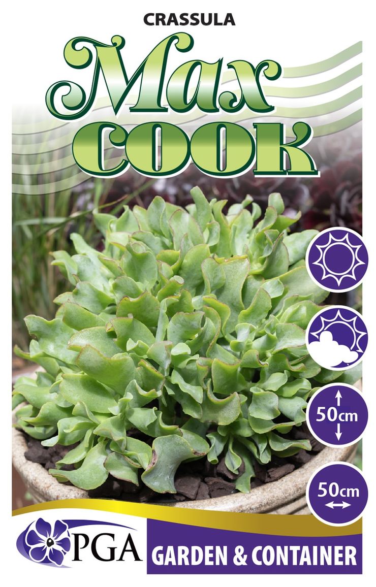 Crassula ‘Max Cook’ – The Plant Broker