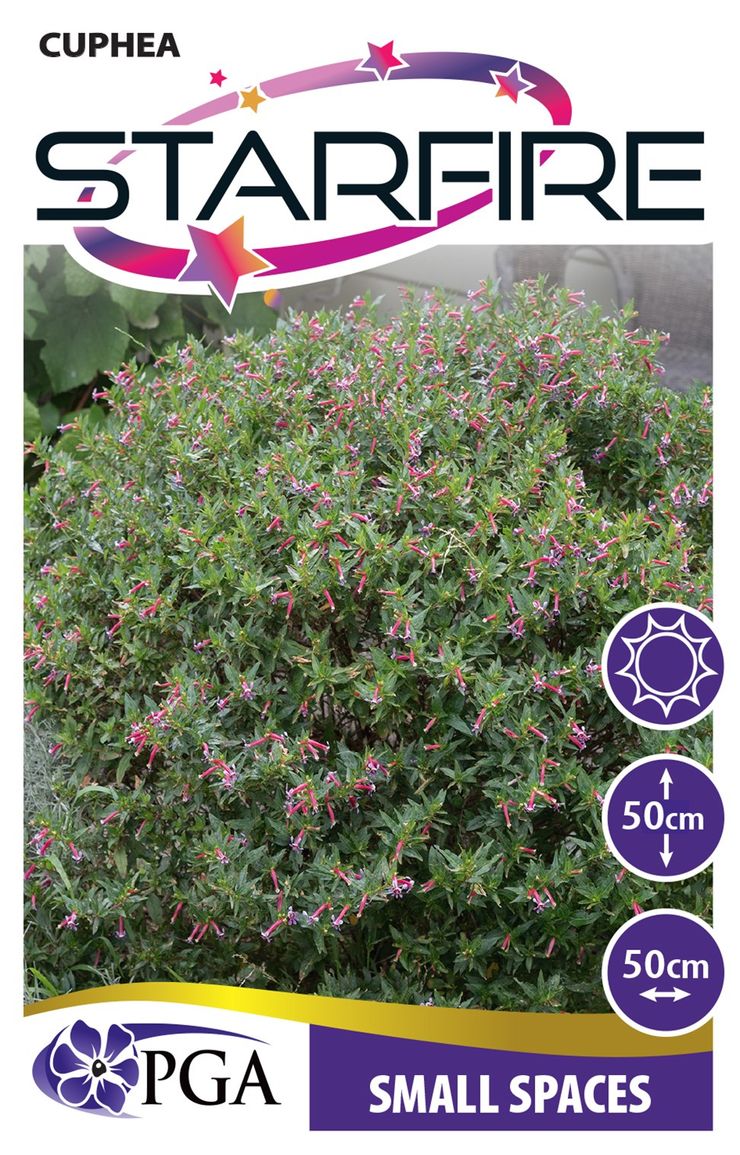 Cuphea ‘Starfire’ – The Plant Broker