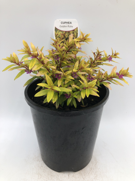 Cuphea hyssopifolia Golden Ruby – The Plant Broker