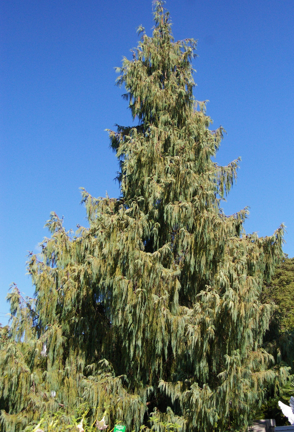 Cupressus cashmeriana Gold Cascade – The Plant Broker