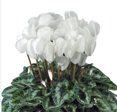Cyclamen Halios HD Pure White – The Plant Broker