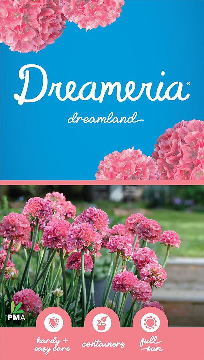 Armeria DREAMERIA® ‘Dreamland’ – The Plant Broker
