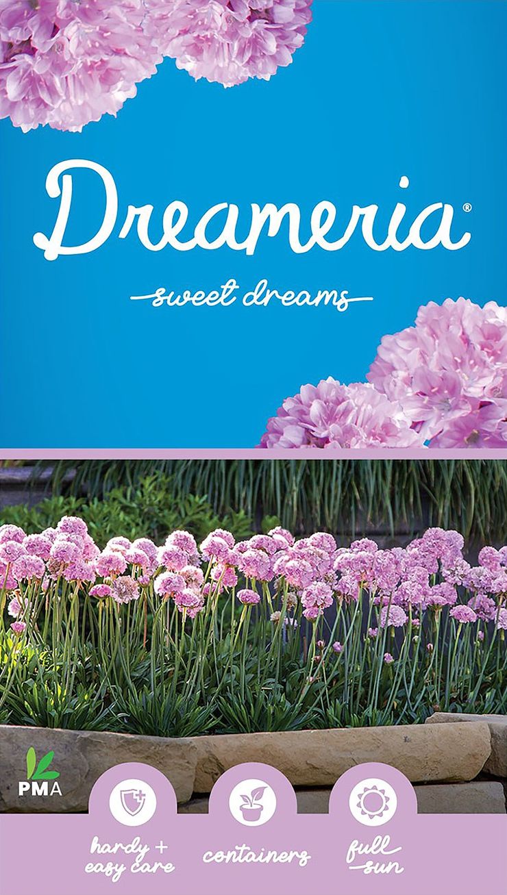 Armeria DREAMERIA® ‘Sweet Dreams’ – The Plant Broker