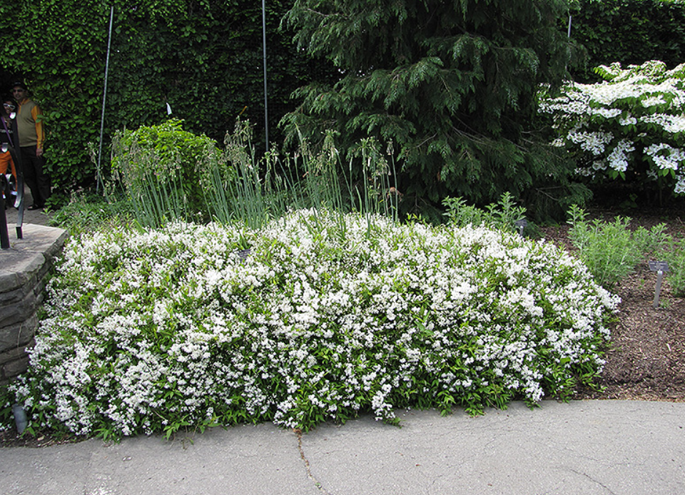 Deutzia gracilis Nikko – The Plant Broker