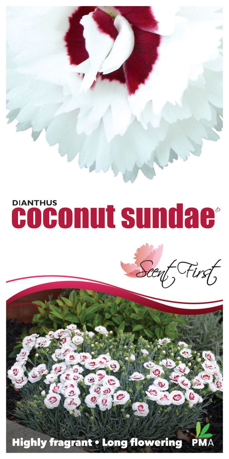 Dianthus ‘Coconut Sundae’ – The Plant Broker