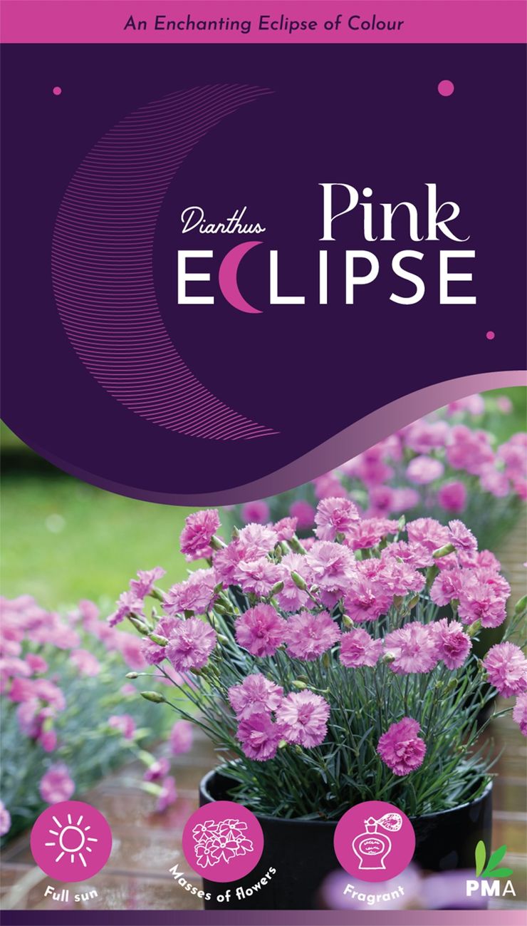 Dianthus ‘Pink Eclipse’ – The Plant Broker