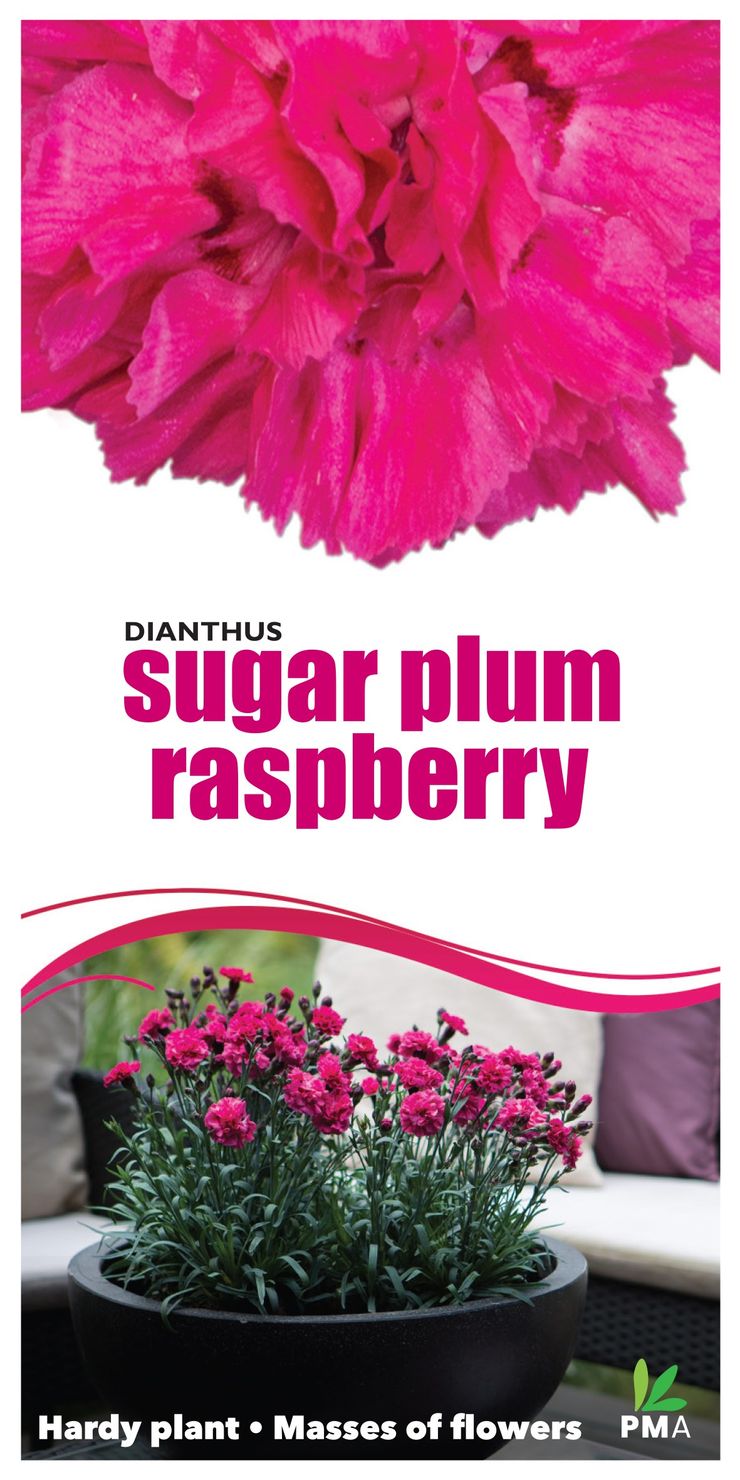 Dianthus ‘Sugar Plum Raspberry’ – The Plant Broker