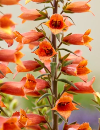 Digiplexis Firecracker – The Plant Broker