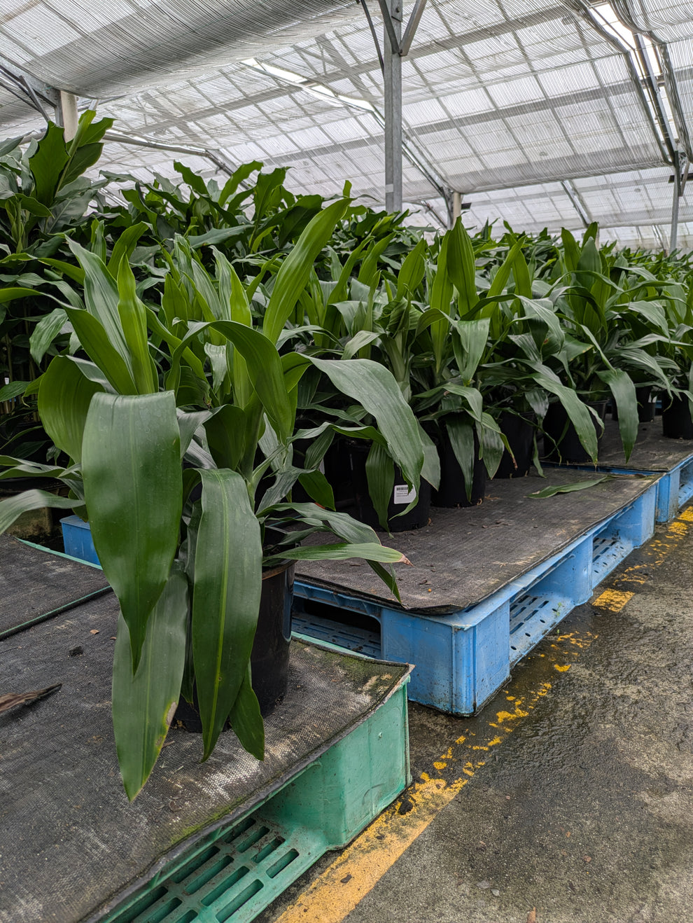 Dracaena deremensis 'Janet Craig' – The Plant Broker